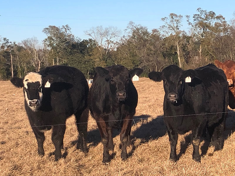 For Sale - Shirah Cattle Co - Registered Brangus Cattle